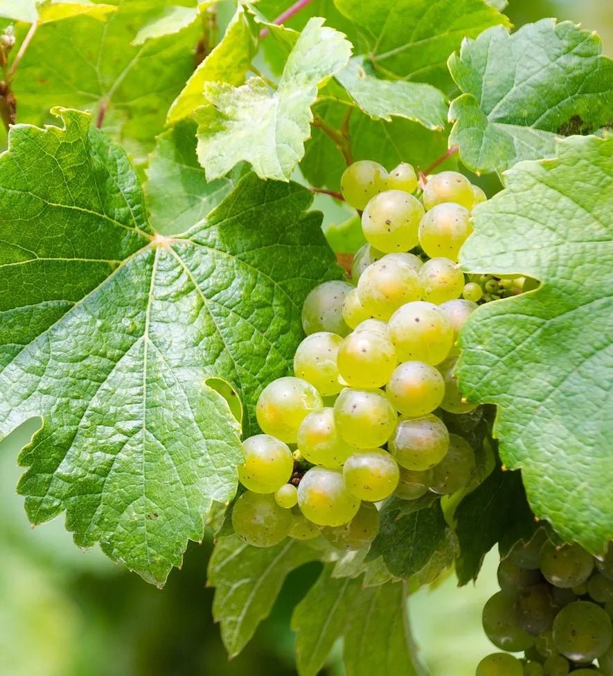 Von der Rebe bis zum Glas: Der faszinierende Prozess der Weinherstellu ...